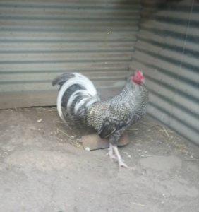 Dominique Game Fowl – THE AMERICAN DOMINIQUE