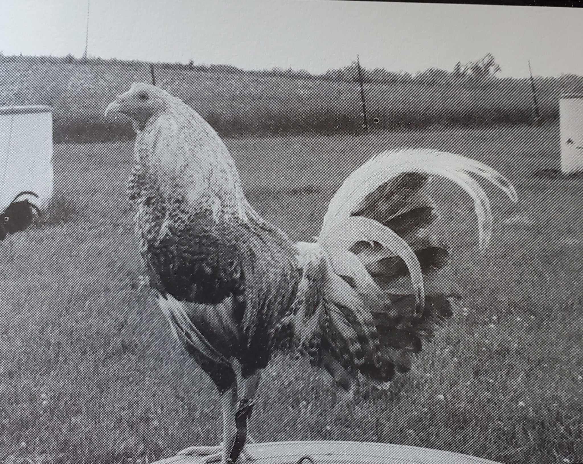 Dominique Game Fowl – THE AMERICAN DOMINIQUE